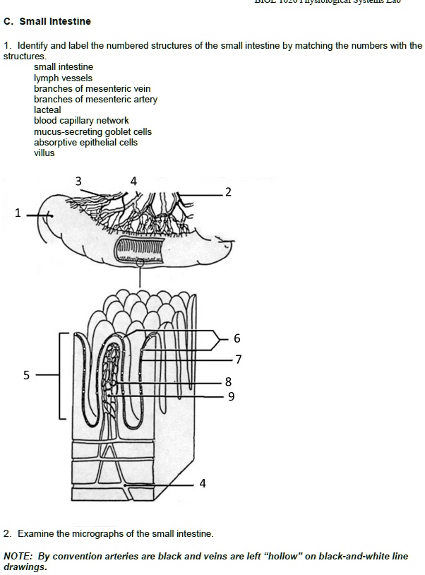 C. Small Intestine 1. Identify and label the numbered structures of the ...
