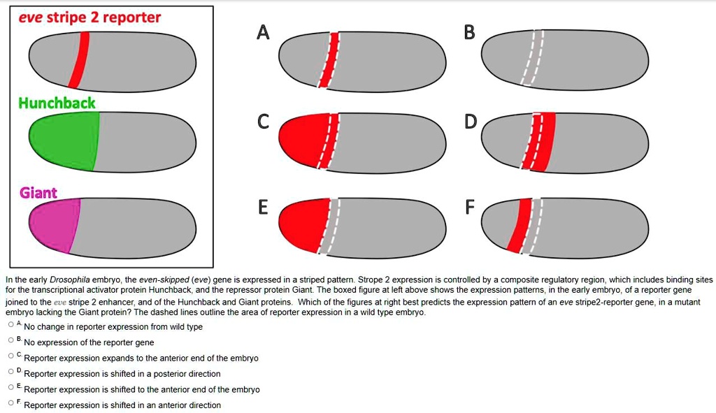 SOLVED: In the early Drosophila embryo, the even-skipped (eve) gene is expressed in a striped ...