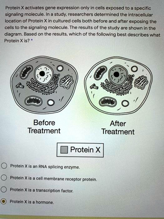 SOLVED: Protein X activates gene expression only in cells exposed to a ...