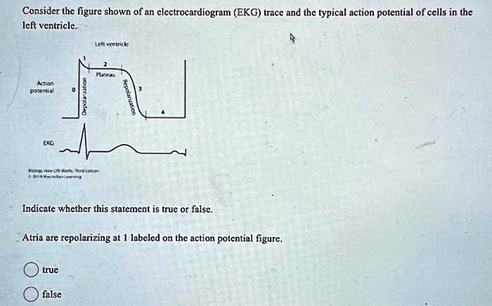 Consider the figure shown of an electrocardiogram (EKG)...