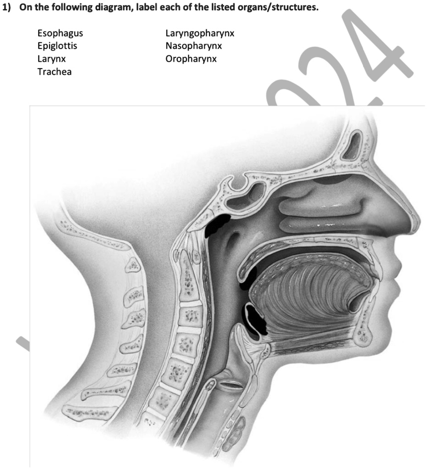 1) On the following diagram, label each of the listed organs/structures. Esophagus Epiglottis ...