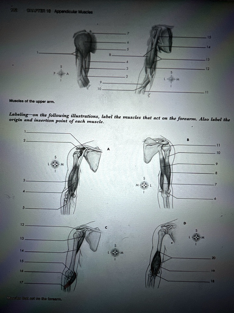 Muscles of the upper arm. Labeling on the following illustrations ...