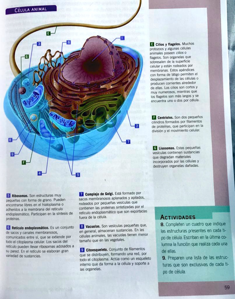 que funciones cumplen estas organelas celula animal cilios flagelos ...