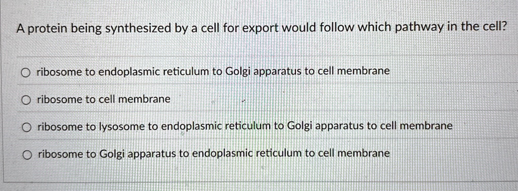 a protein being synthesized by a cell for export would follow which ...