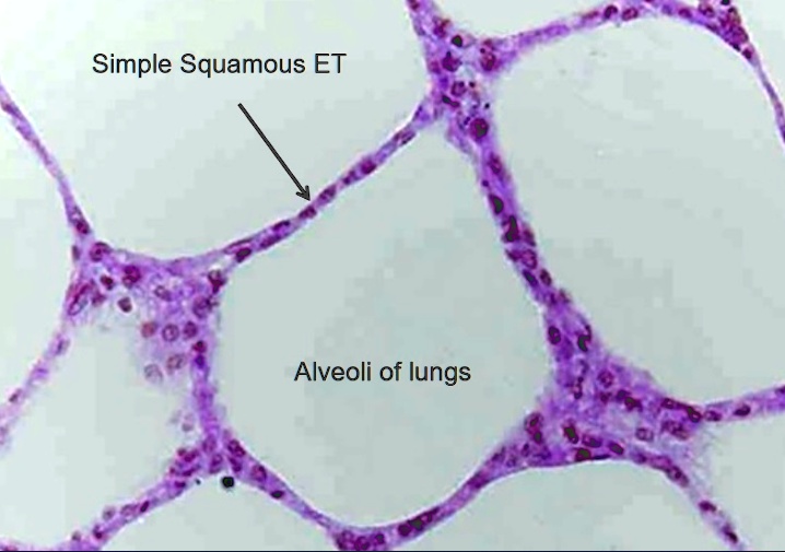 Simple Squamous ET Alveoli of lungs
