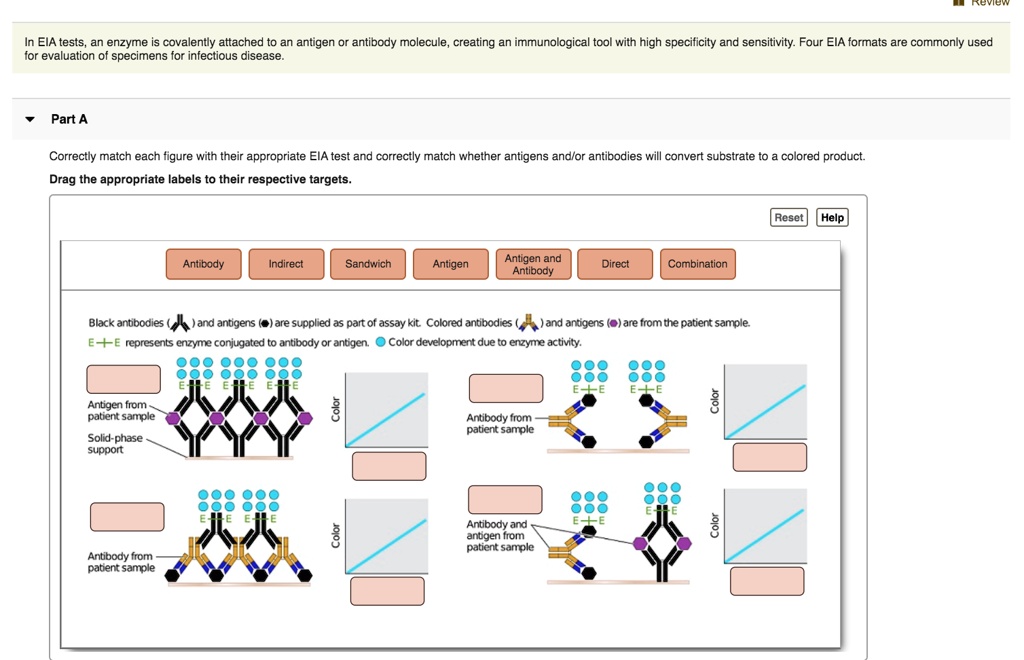 in eia tests an enzyme covalently attached an antigen antibody molecule ...