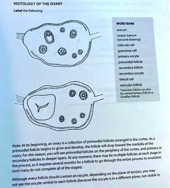 HISTOLOGY OF THE OVARY Label the following: WORD BANK antrum corpus ...