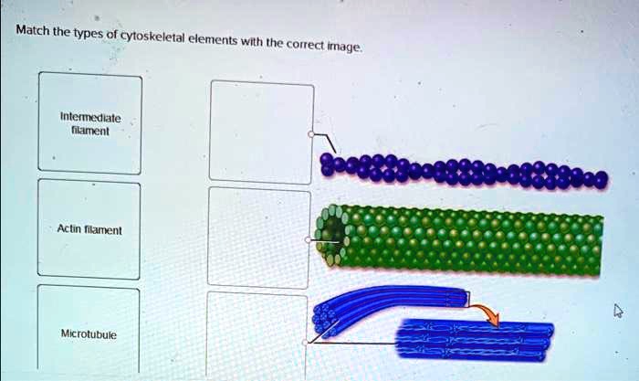 SOLVED: Match the types of cytoskeletal elements with the correct image ...