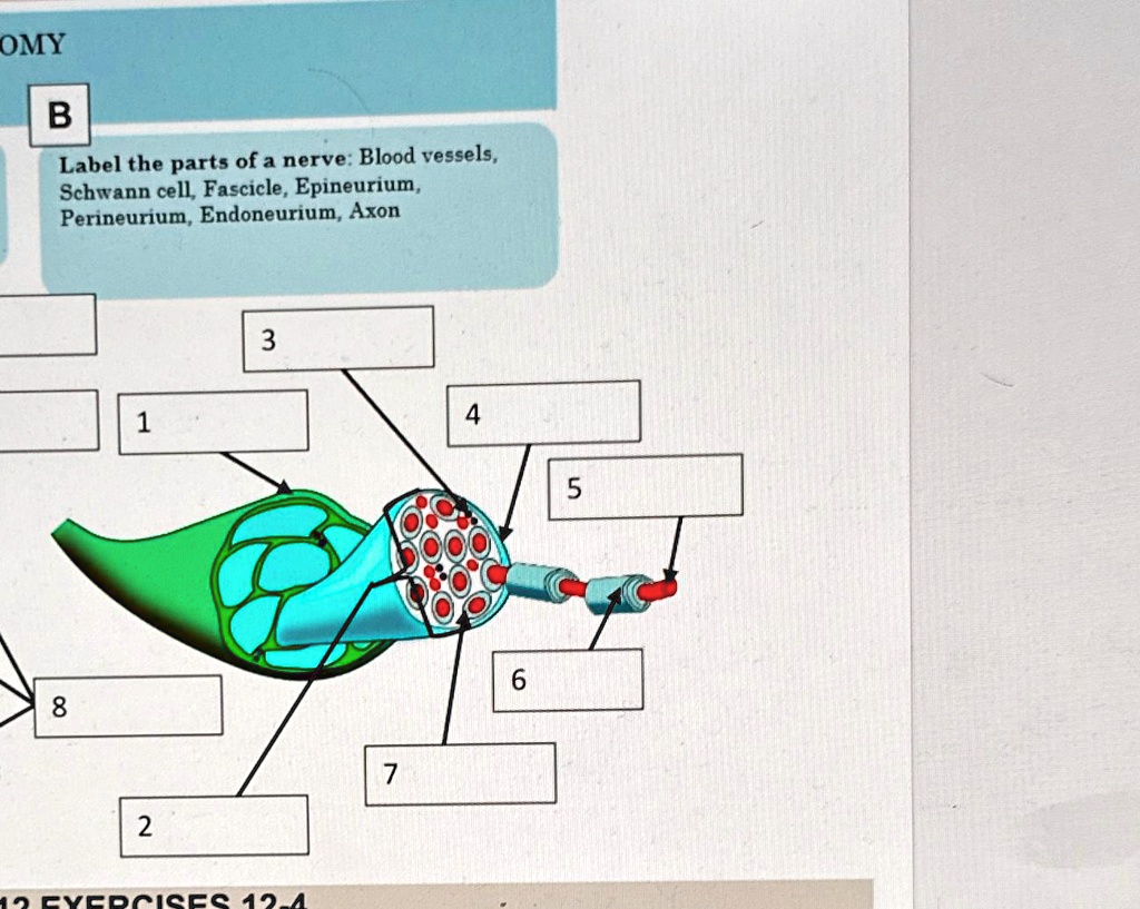 SOLVED: OMY B Label the parts of a nerve: Blood vessels, Schwann cell ...