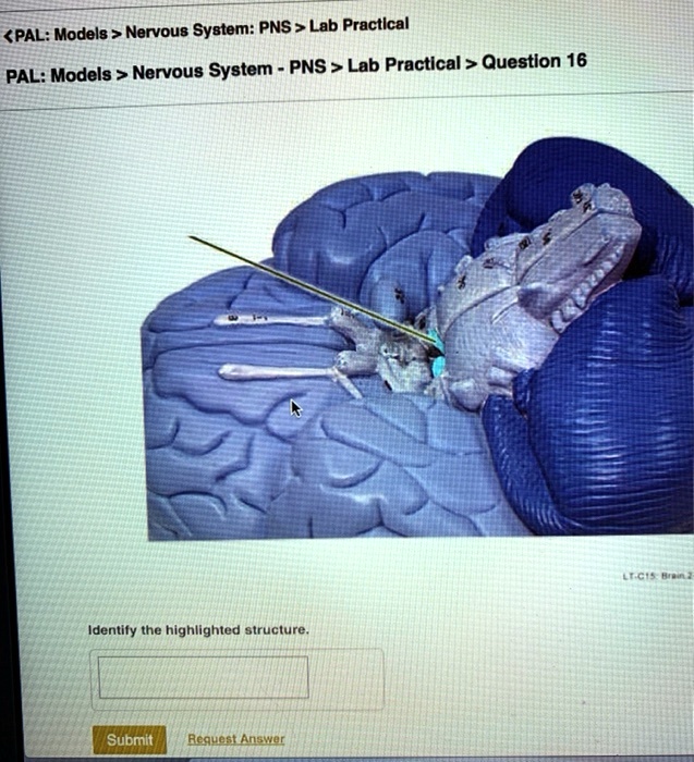palmodelsnervous systempnslab practical palmodelsnervous system pnslab ...