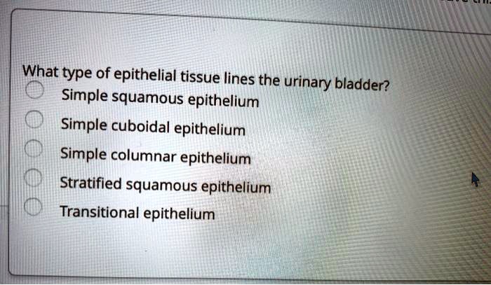 what type of epithelial tissue lines the urinary bladder simple ...