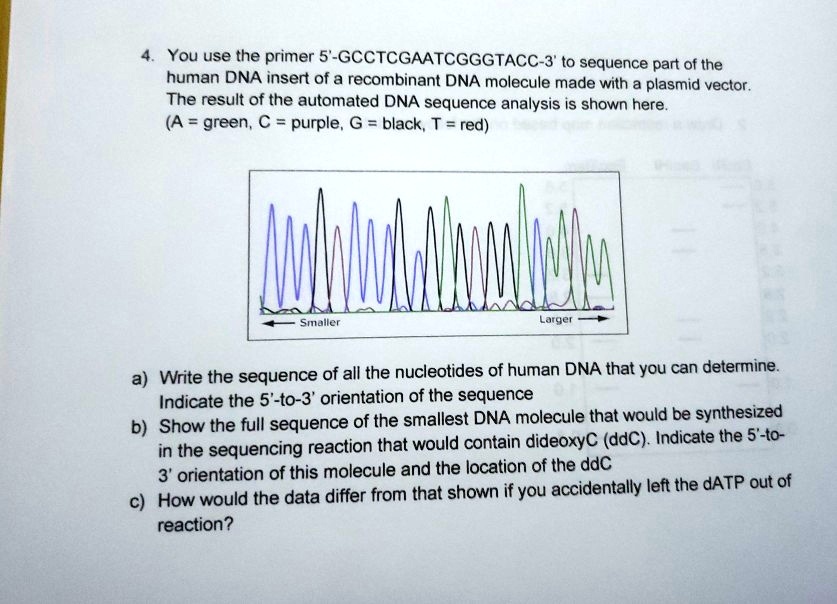 you use the primer 5 gcctcgaatcgggtacc 3 to sequence part of the human dna insert of a ...