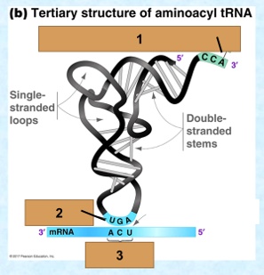 SOLVED: (b) Tertiary structure of aminoacyl tRNA Single- stranded loops ...