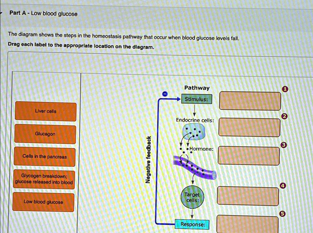 Part A - Low blood glucose The diagram shows the steps in the homeostasis pathway that occur ...