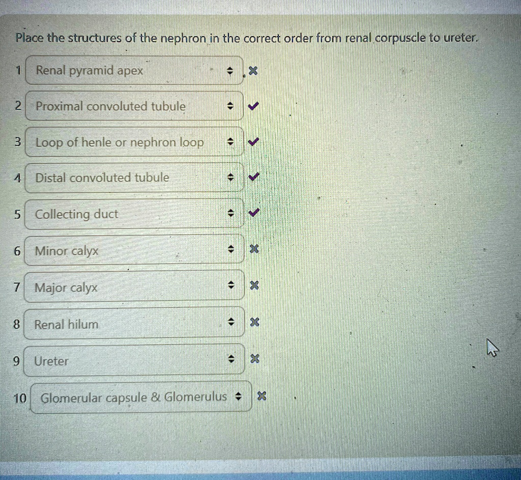 place the structures of the nephron in the correct order from renal ...