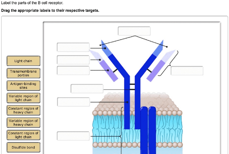 SOLVED: ' Label the parts of the B cell receptor. Drag the appropriate ...