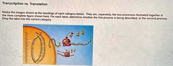 Transcription vs. Translation Notice the images shown as the headings ...