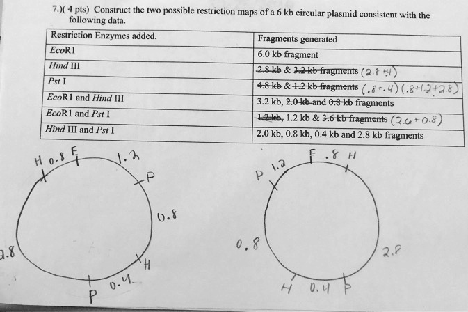 7.)( 4 pts) Construct the two possible restriction maps ofa 6 kb circular plasmid consistent ...