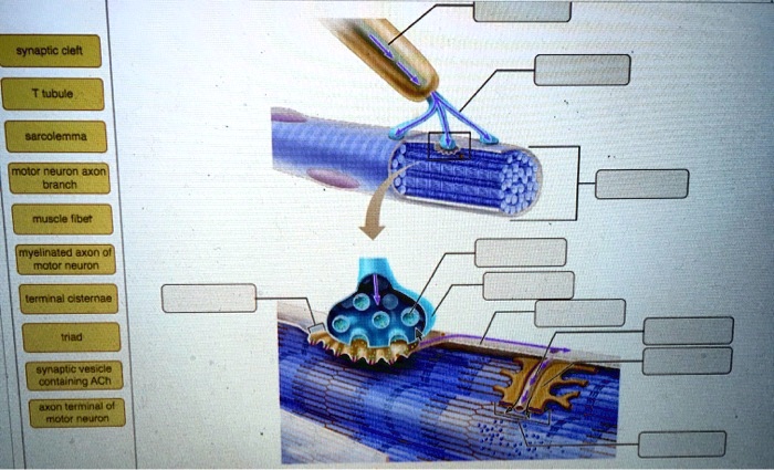 SOLVED: Synaptic cleft T tubule sarcolemma motor neuron axon branch ...