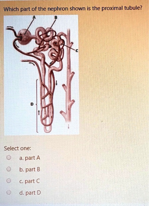 SOLVED: Which part of the nephron shown is the proximal tubule? Select ...