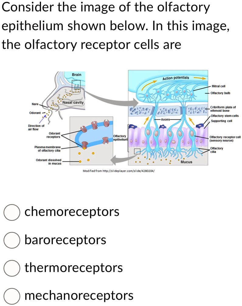 Consider the image of the olfactory epithelium shown below. In this ...