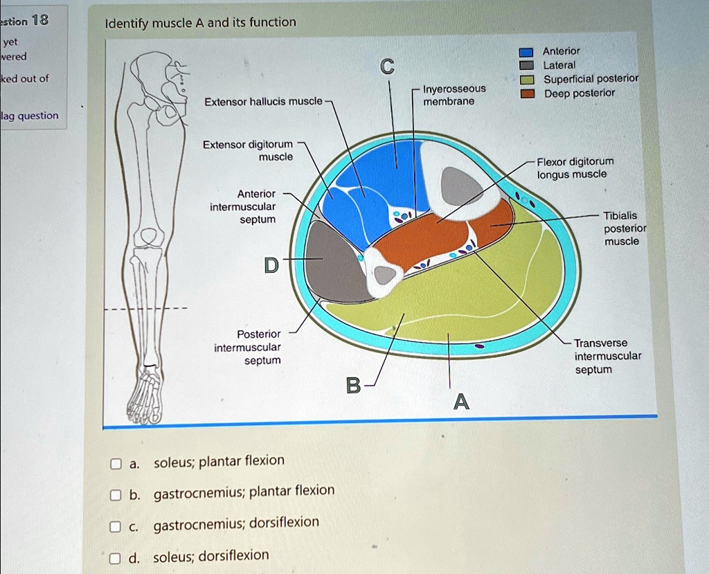 estion 18 Identify muscle A and its function yet vered ked out of lag ...