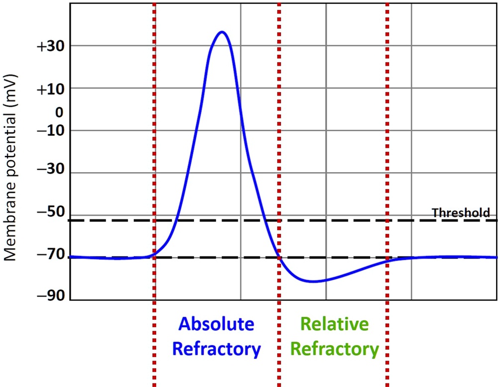 What is the amplitude of an action potential that is fired during the ...
