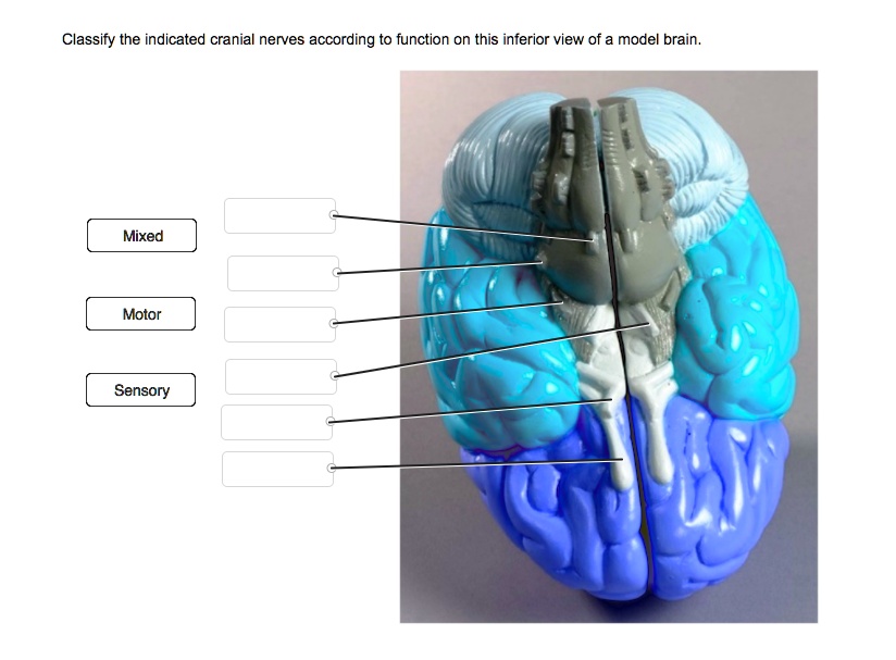 Classify the indicated cranial nerves according to function on this ...