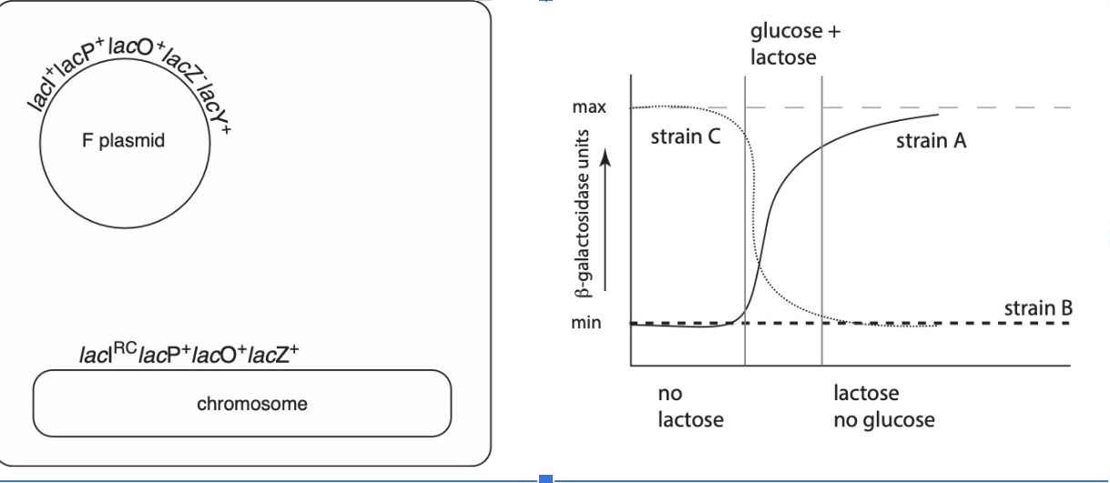 to which strain a b or c shown on the right does the genotype shown on ...