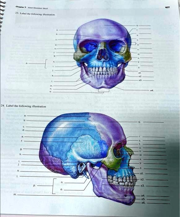 SOLVED: Texts: label the following illustration. 23. Label the ... SOLVED: Texts: label the following illustration. 23. Label the ...
