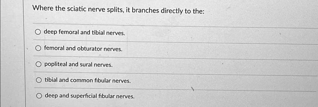SOLVED: Where the sciatic nerve splits, it branches directly to the ...