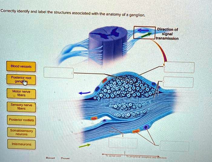 Correctly identify and label the structures associated with the anatomy ...