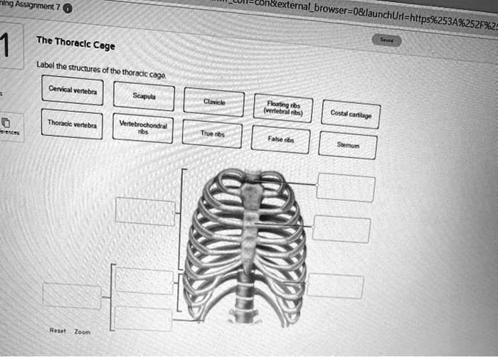 SOLVED: The Thoracic Cage: Labeling the Structures of the Thoracic Cage ...