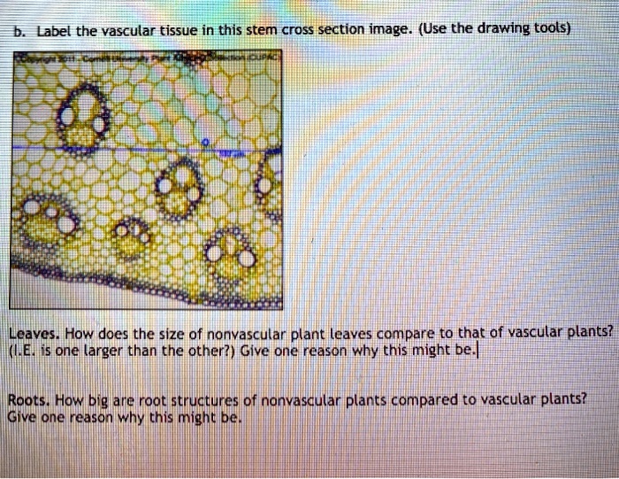 SOLVED: Label the vascular tissue in this stem cross section image ...