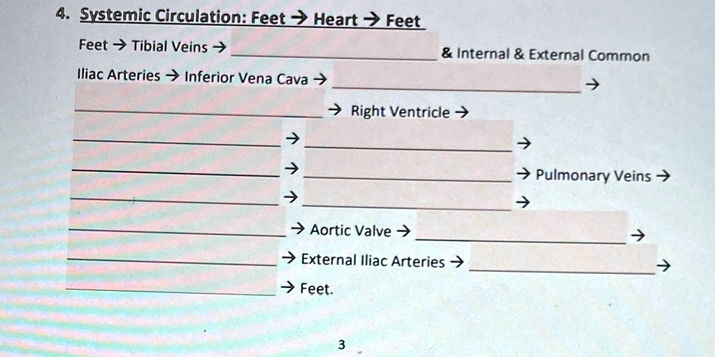 SOLVED: 'Fill the blanks 4. Systemic Circulation: Feet Heart Feet ...