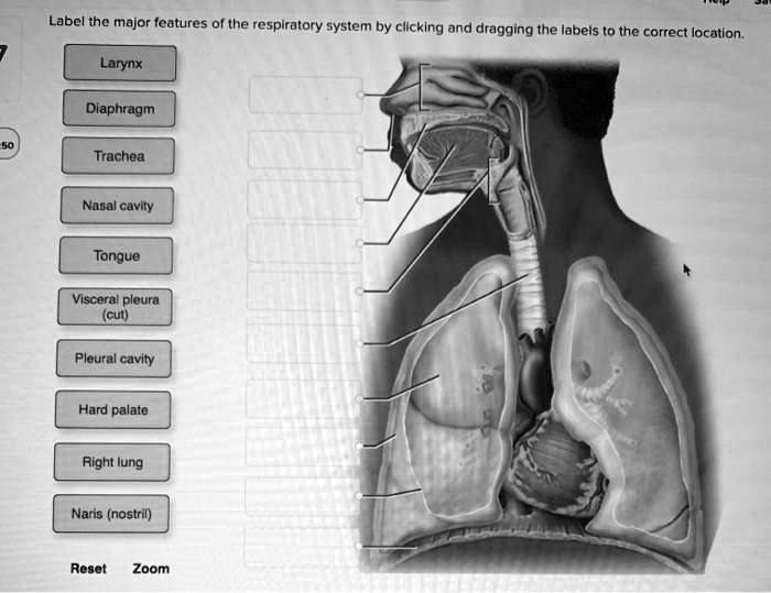 SOLVED: Label the major features of the respiratory system by clicking ...