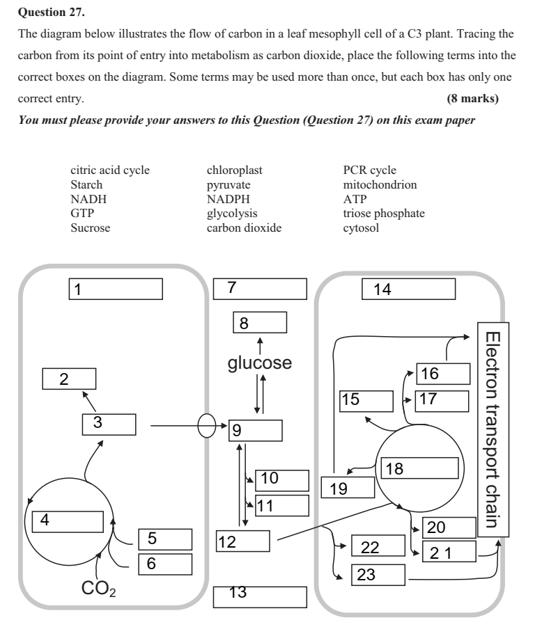 Question 27. The diagram below illustrates the flow of carbon in a leaf ...