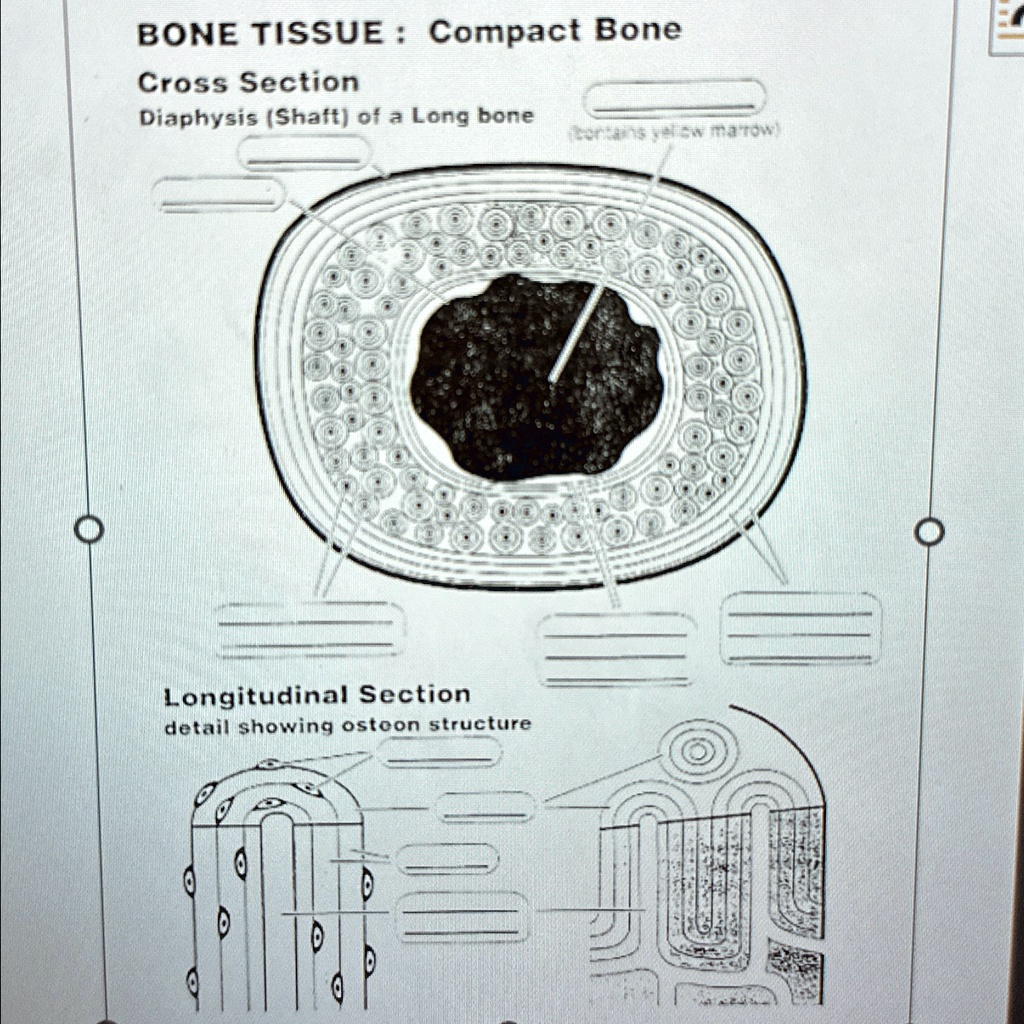 BONE TISSUE: Compact Bone Cross Section Diaphysis (Shaft) of a Long ...