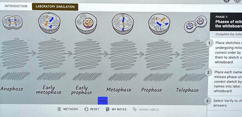 INTRODUCTION LABORATORY SIMULATION Anaphase Early metaphase Early prophase Metaphase Prophase ...