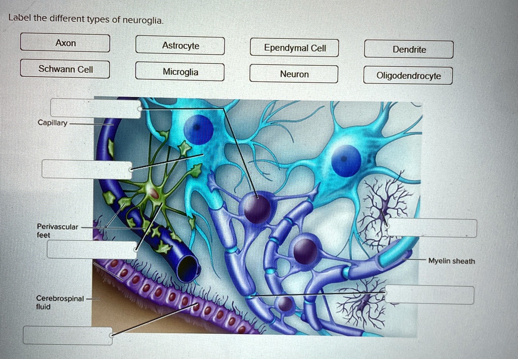 label the different types of neuroglia axon astrocyte ependymal cell ...