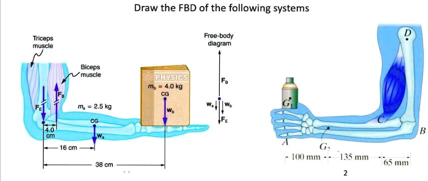 draw the fbd of the following systems triceps muscle free body diagram ...