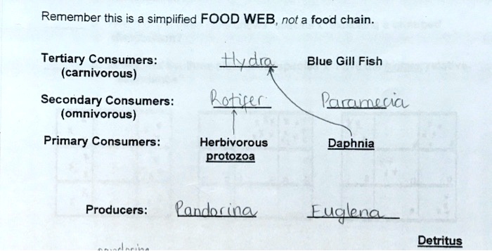SOLVED: Remember this is a simplified FOOD WEB, not a food chain ...
