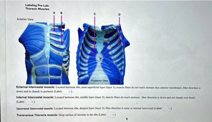 Labeling Pre-Lab Thoracic Muscles Anterior View Posterior View External ...