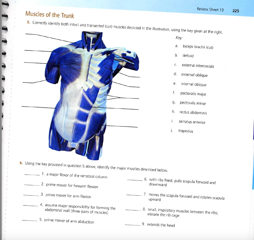 SOLVED: Review Sheet 13 225 Muscles of the Trunk 5. Correctly identify both intact and ...