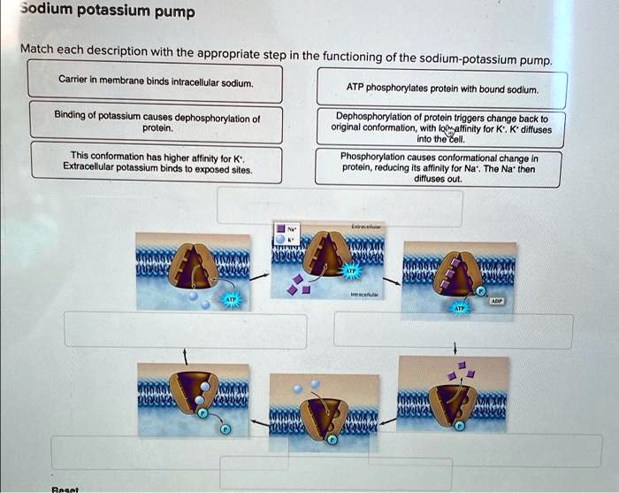 Sodium potassium pump Match each description with the appropriate step ...