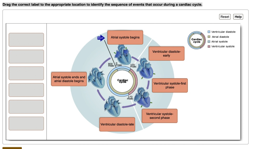 drag the correct label to the appropriate location to identify the sequence of events that occur ...