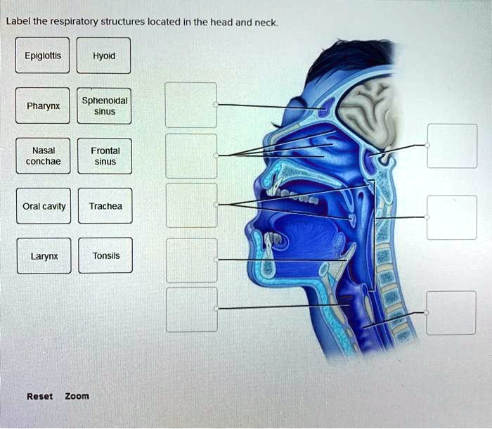 SOLVED: Label the respiratory structures located in the head and neck ...