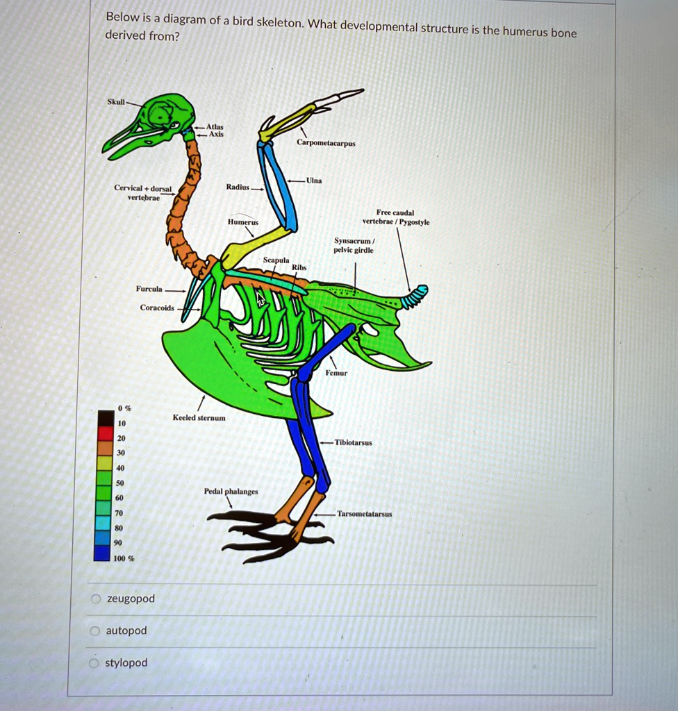 Below is a diagram of a bird skeleton. What developmental structure is ...