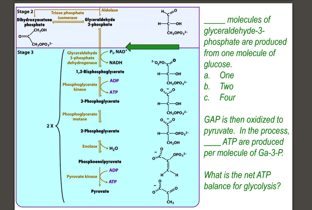 SOLVED:(Stage 2 Aldolase Triose phosphate Dihydroxyacetone isomerase ...
