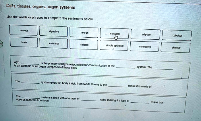 cella tissues organs organ systems use the words phrases complete the ...